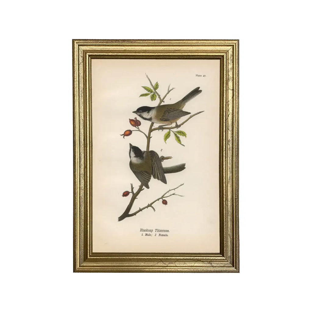 Blackcap Titmouse Illustration Print Artwork – HendrenHouse